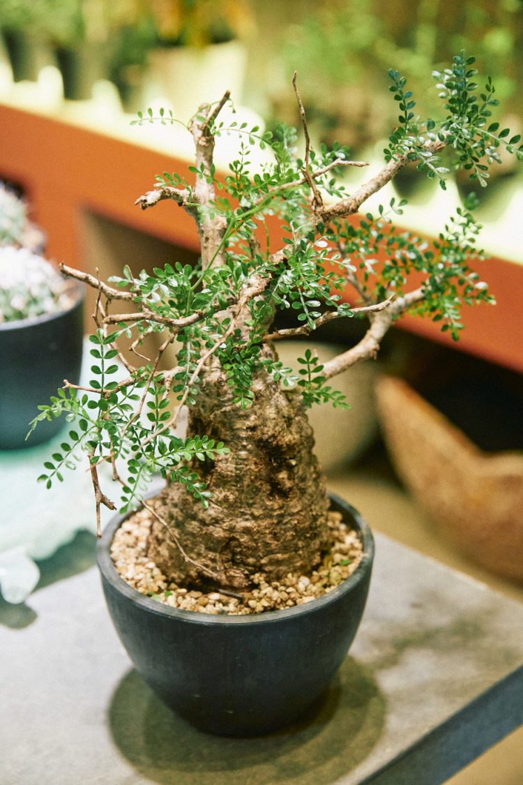 自然と吸い込まれる、珍奇の扉も開く街の花屋、梅ヶ丘『HANACHO』。 | POPEYE Web | ポパイウェブ