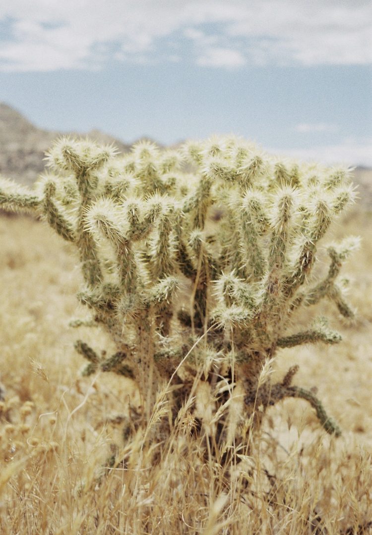 1】ON THE ROADERS 〜LA to Joshua Tree〜／執筆: 〈Bong Sadhu〉Taikou Kaneda ...