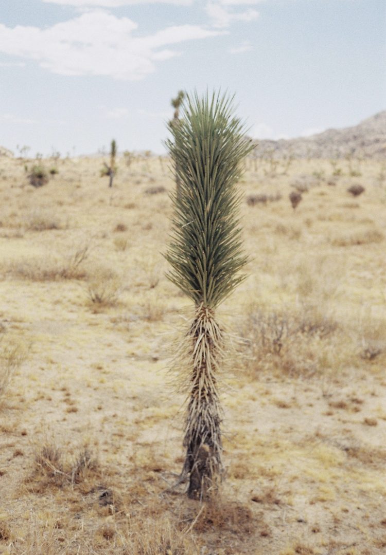 1】ON THE ROADERS 〜LA to Joshua Tree〜／執筆: 〈Bong Sadhu〉Taikou Kaneda ...